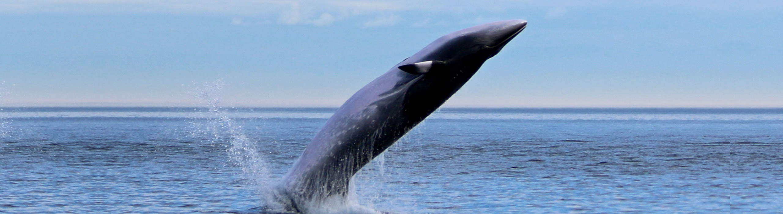 Minke Whales are found in all oceans in the world.