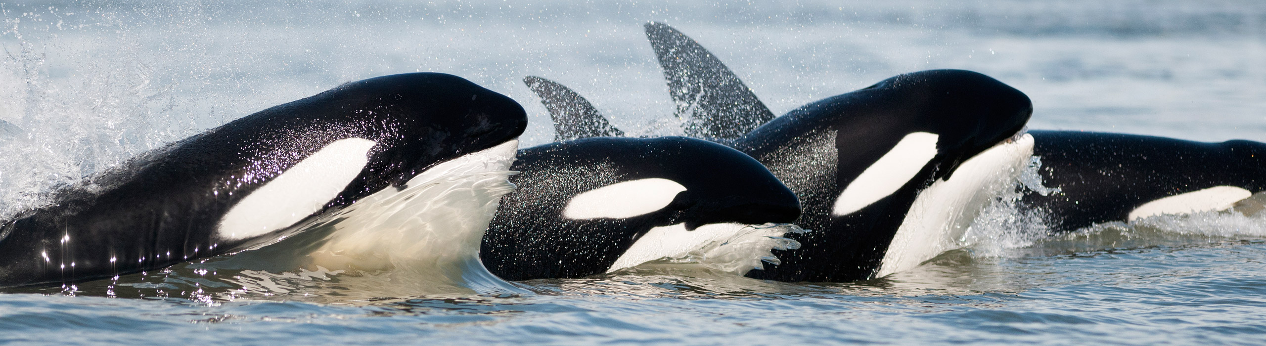 Over 450 Transient Orca Whales travel the waters from southeast Alaska ...